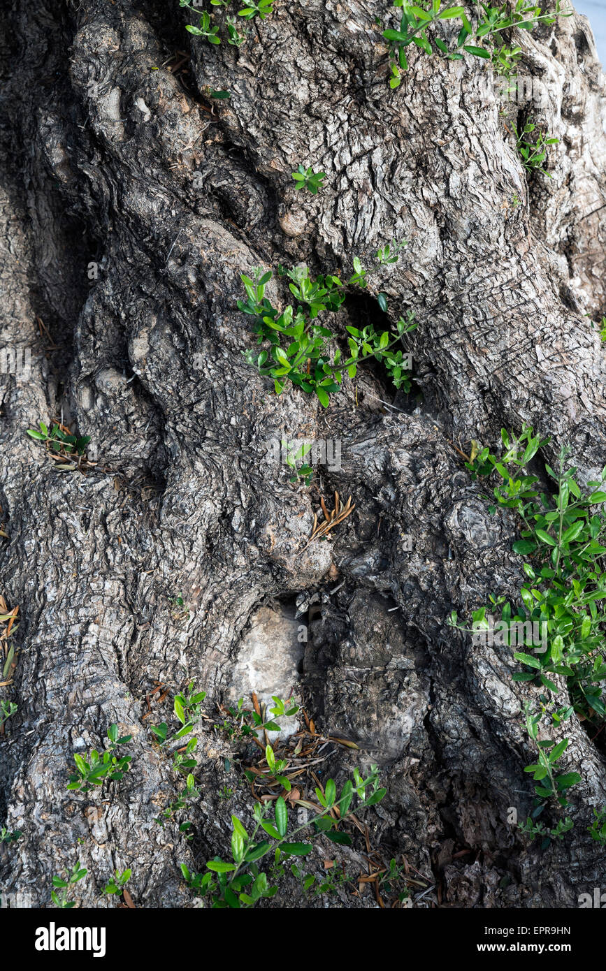 Olive tree bark hi-res stock photography and images - Alamy