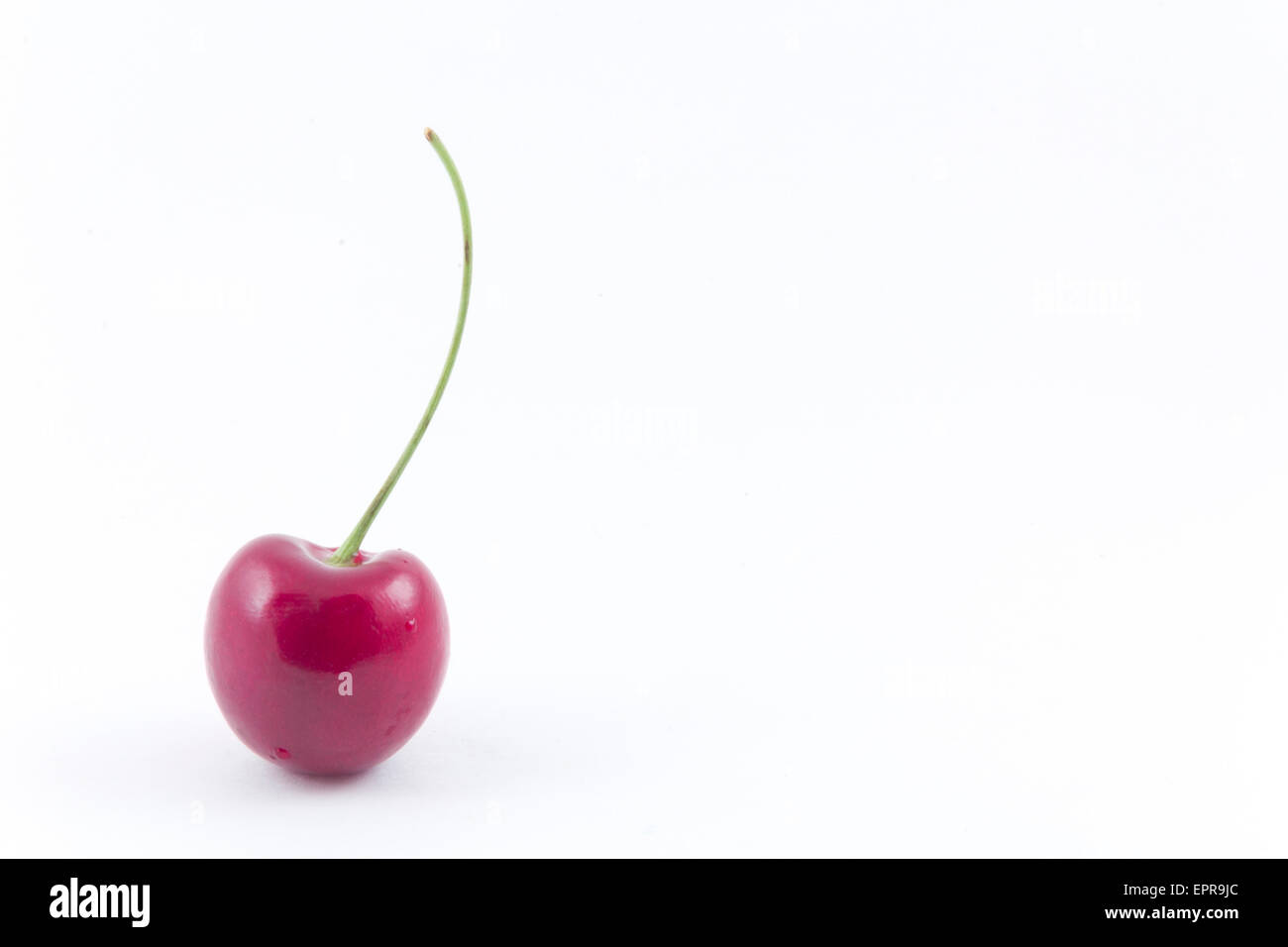 Single black cherry isolated on white with copy space to the right ...