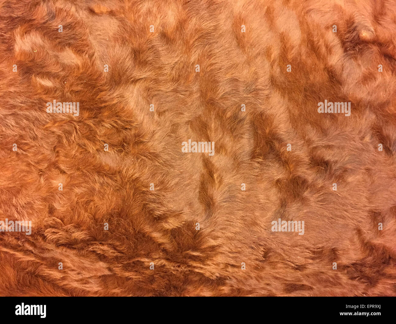Natural brown cow fur background Stock Photo - Alamy