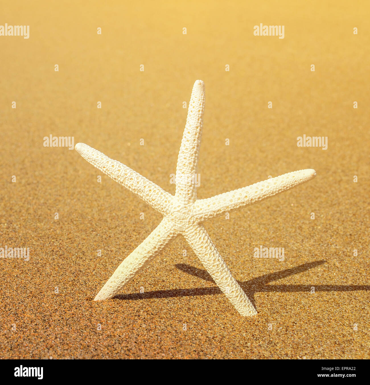 Star shell on sandy beach close-up Stock Photo - Alamy