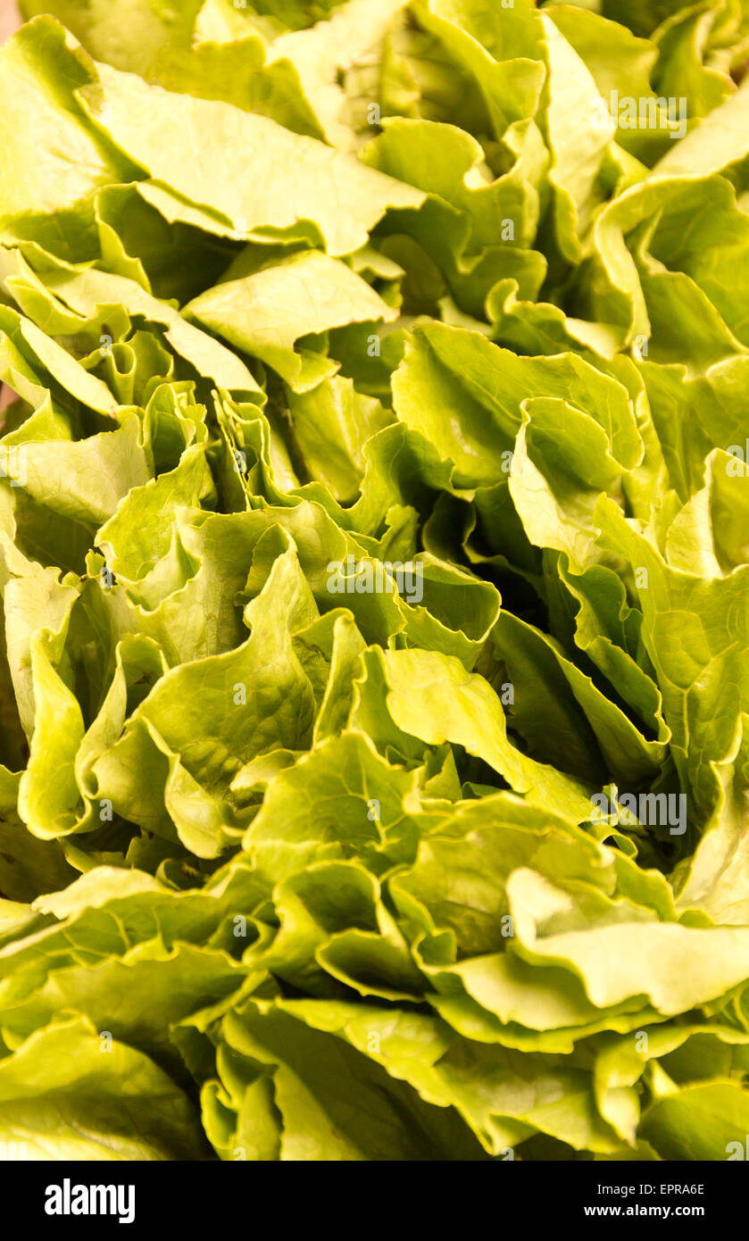 Organic farmers market lettuce texture for healthy eating background ...