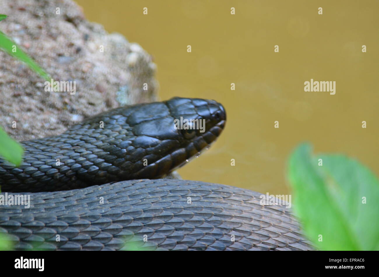 Black snake sunning Stock Photo - Alamy