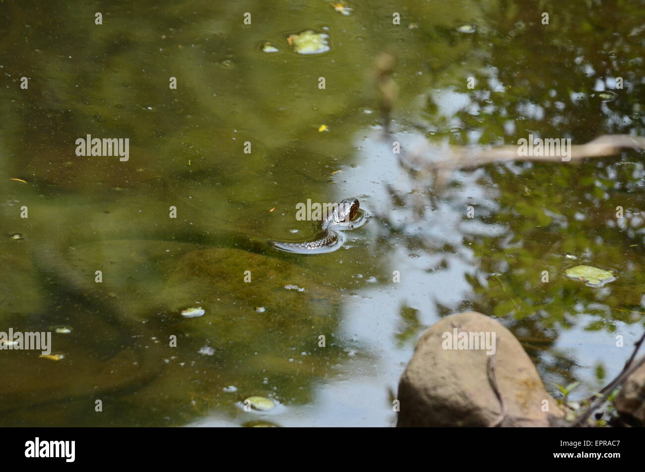 Swimming snakes hi-res stock photography and images - Alamy