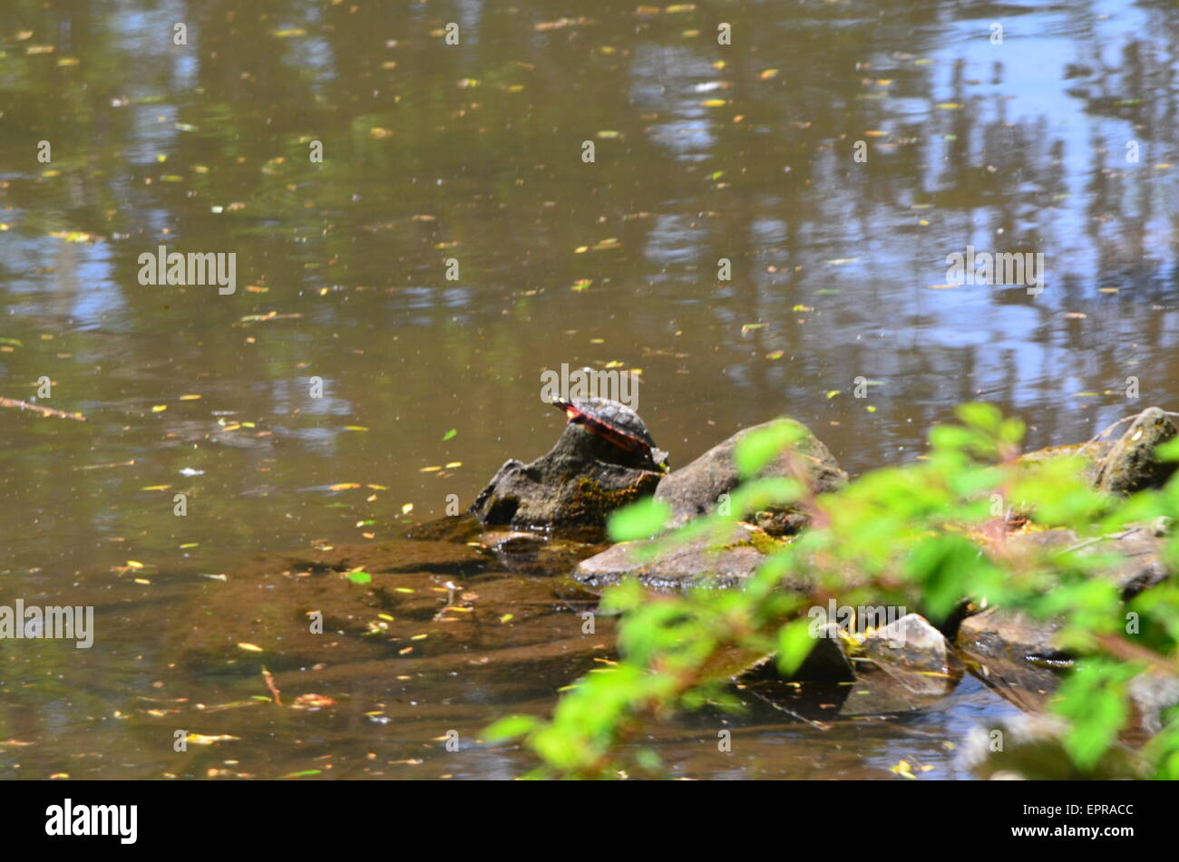 Turtle sunning hi-res stock photography and images - Alamy