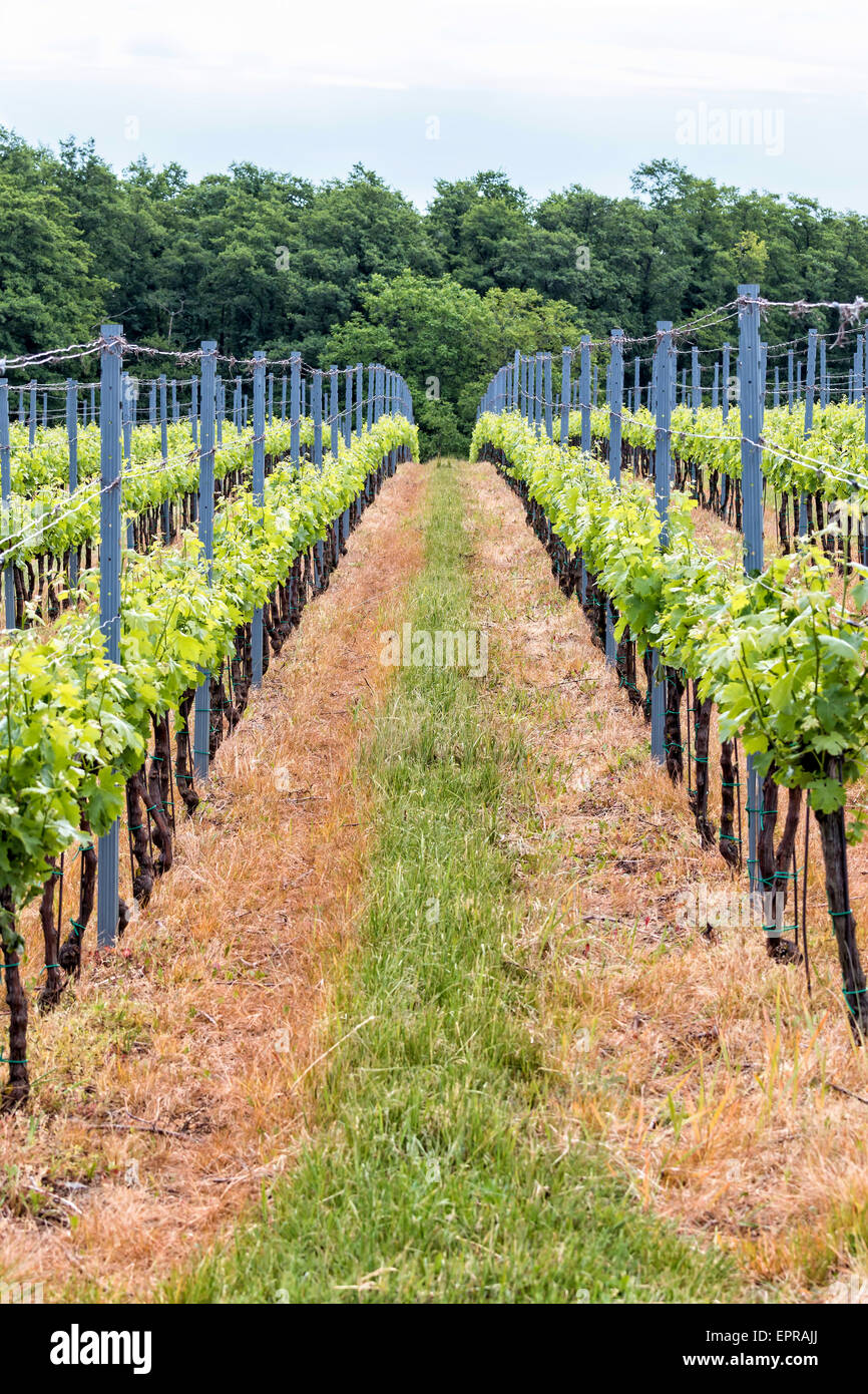 Beautiful rows of grapes in spring Stock Photo - Alamy