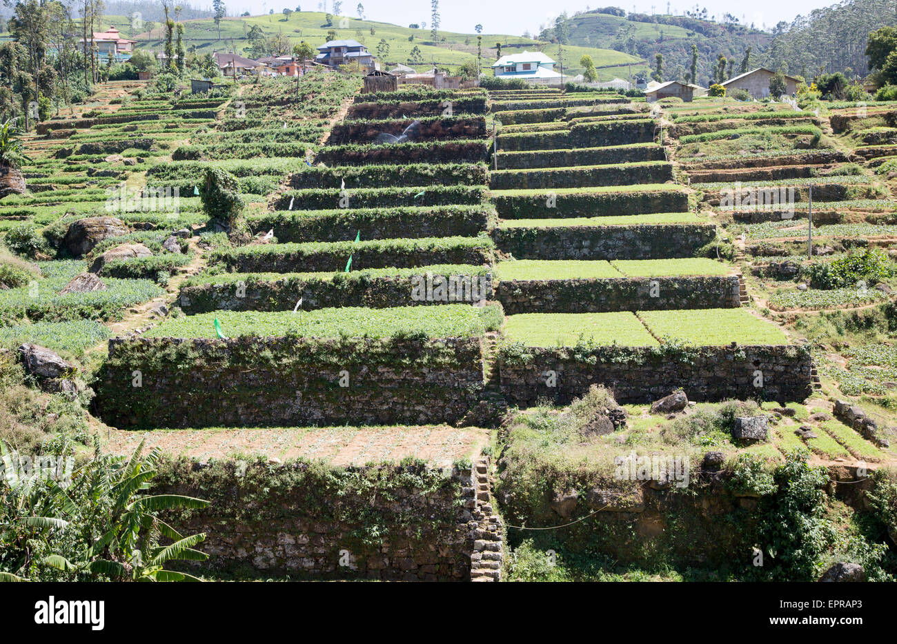 Intensive subsistence farming hi-res stock photography and images - Alamy