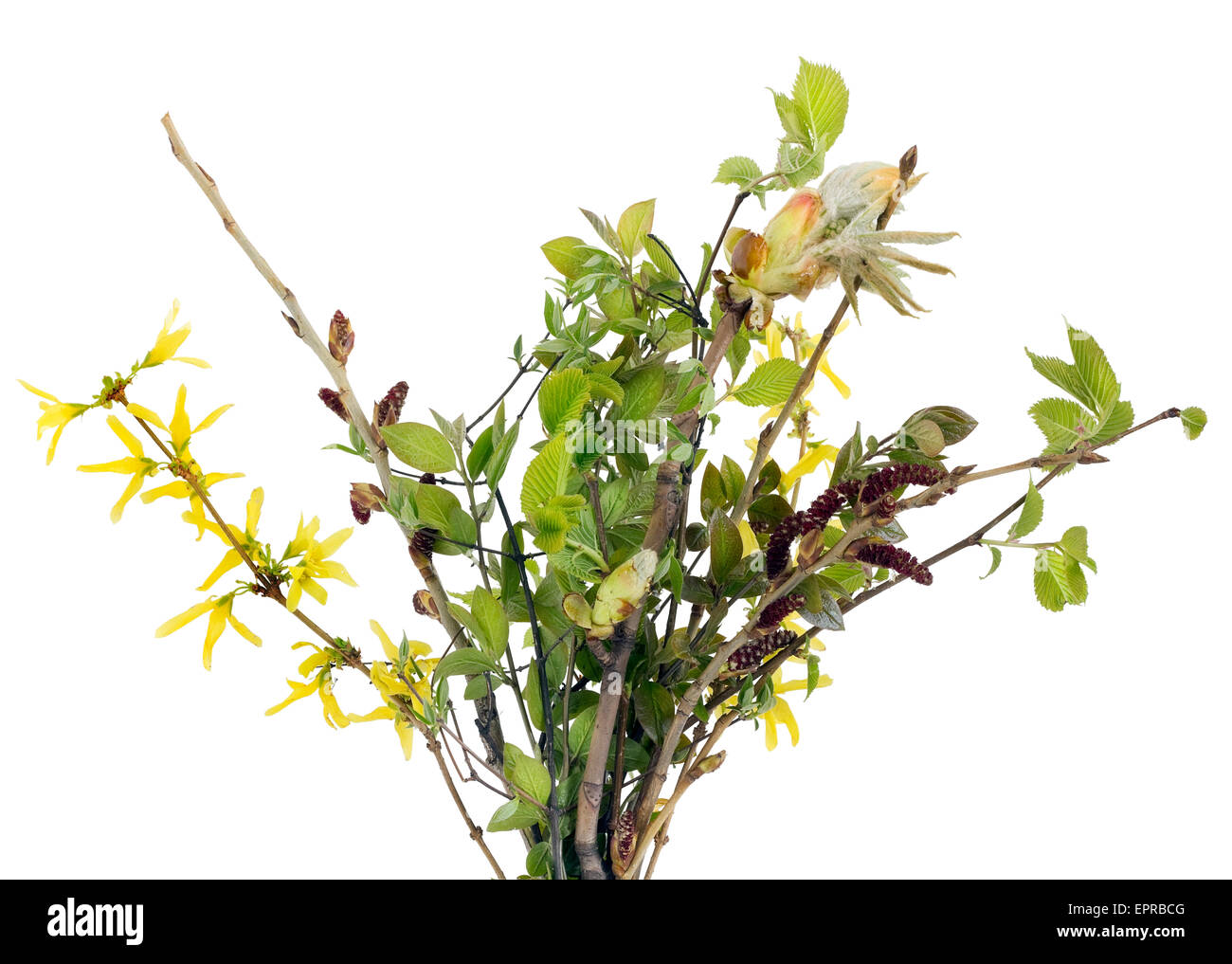 April gentle spring plants branches mix isolated Stock Photo - Alamy