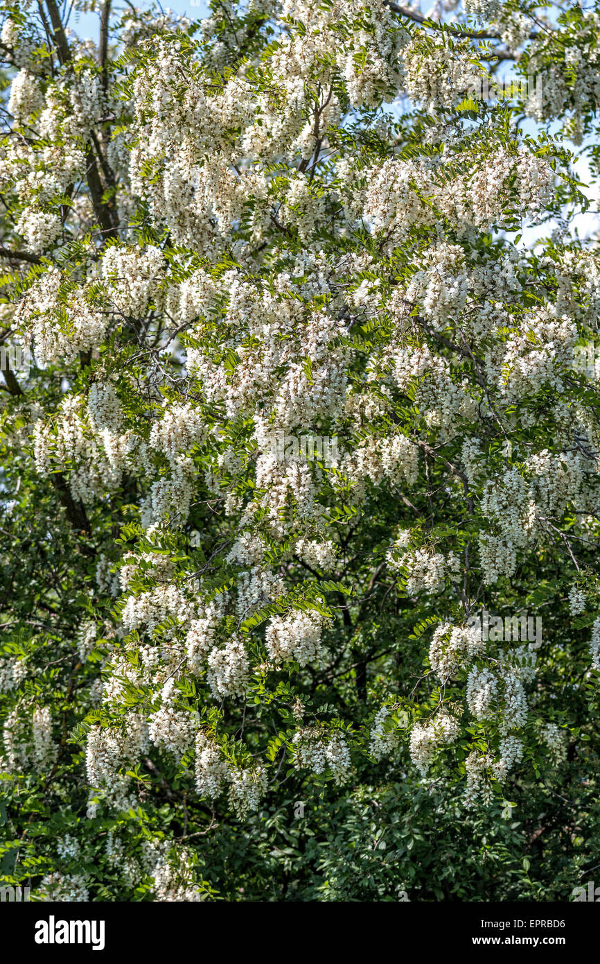 White acacia flowers on the tree Stock Photo - Alamy