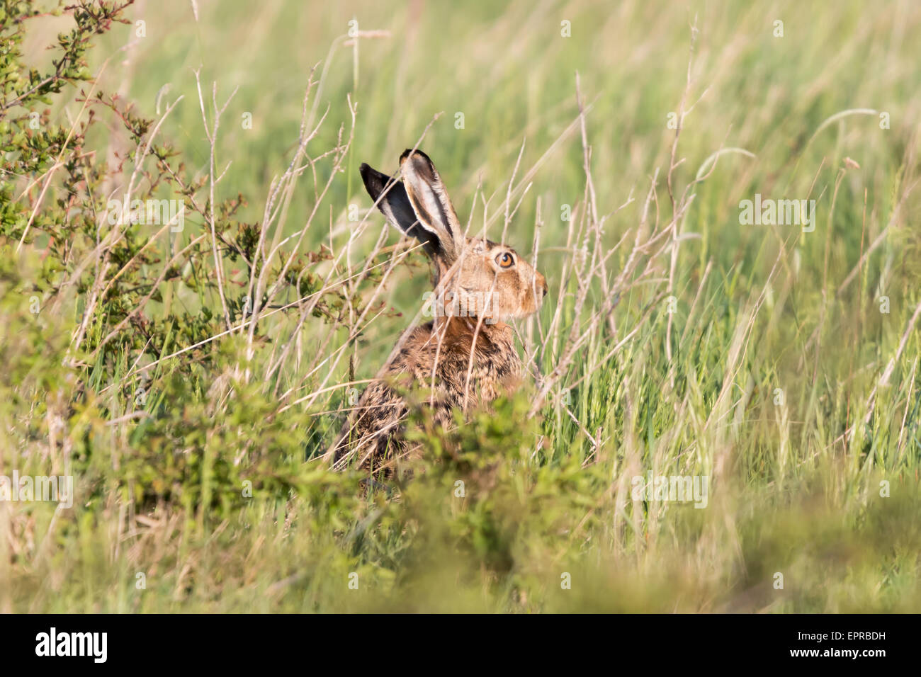 Jackrabbit eating hi-res stock photography and images - Alamy