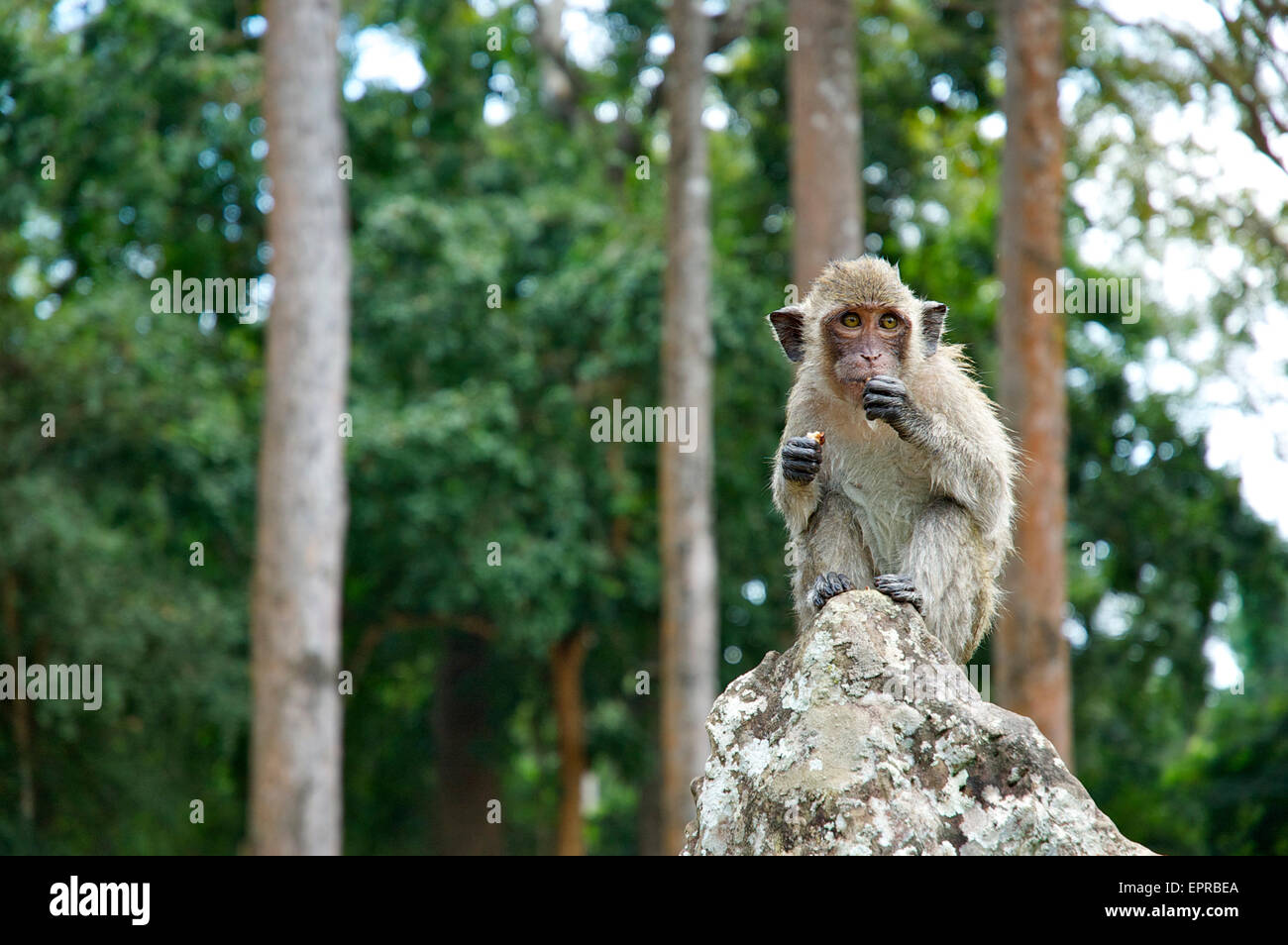 Monkey eating nuts hi-res stock photography and images - Alamy
