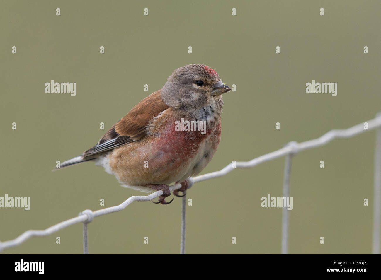 Linnet hi-res stock photography and images - Alamy