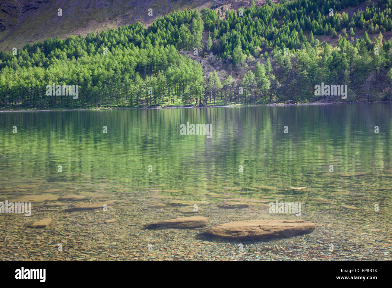 Sunlight reflecting on the trees of Burtness Wood, on the flanks of ...