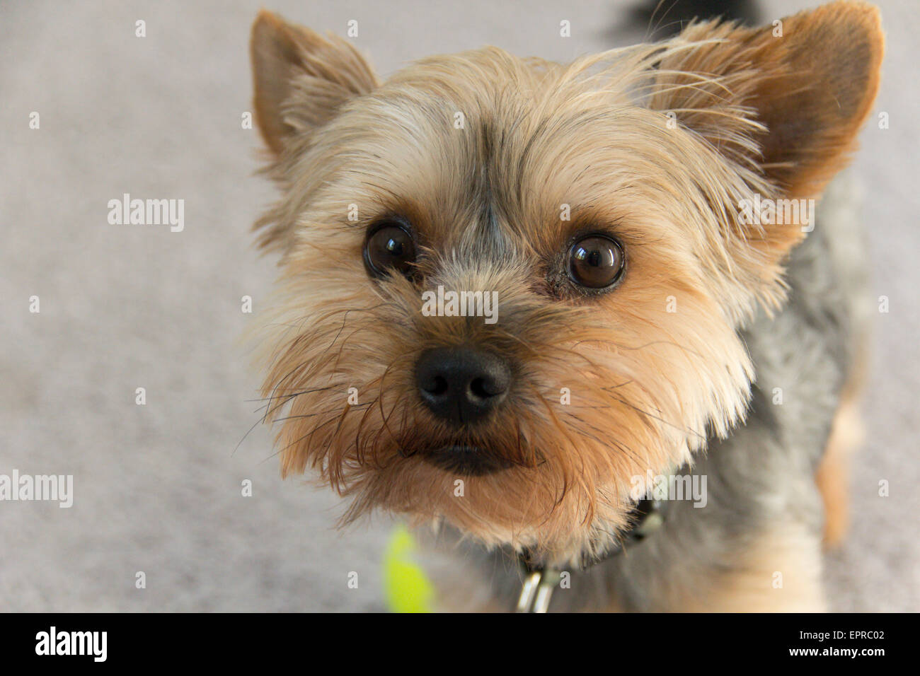 Adorable yorkie puppy gazing into the camera, longing for affection ...