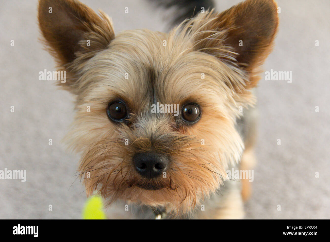 An adorable yorkie gives his owner a questioning look Stock Photo - Alamy