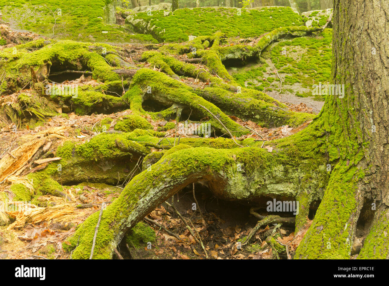 Overgrown gnarled tree roots covered in moss deep in the forest Stock ...