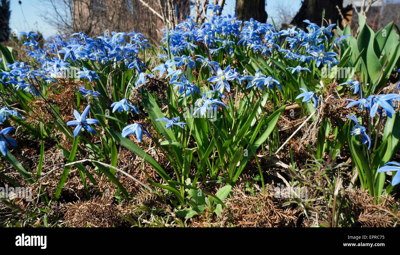 The first spring blue snowdrops blossom on a solar glade landscape ...