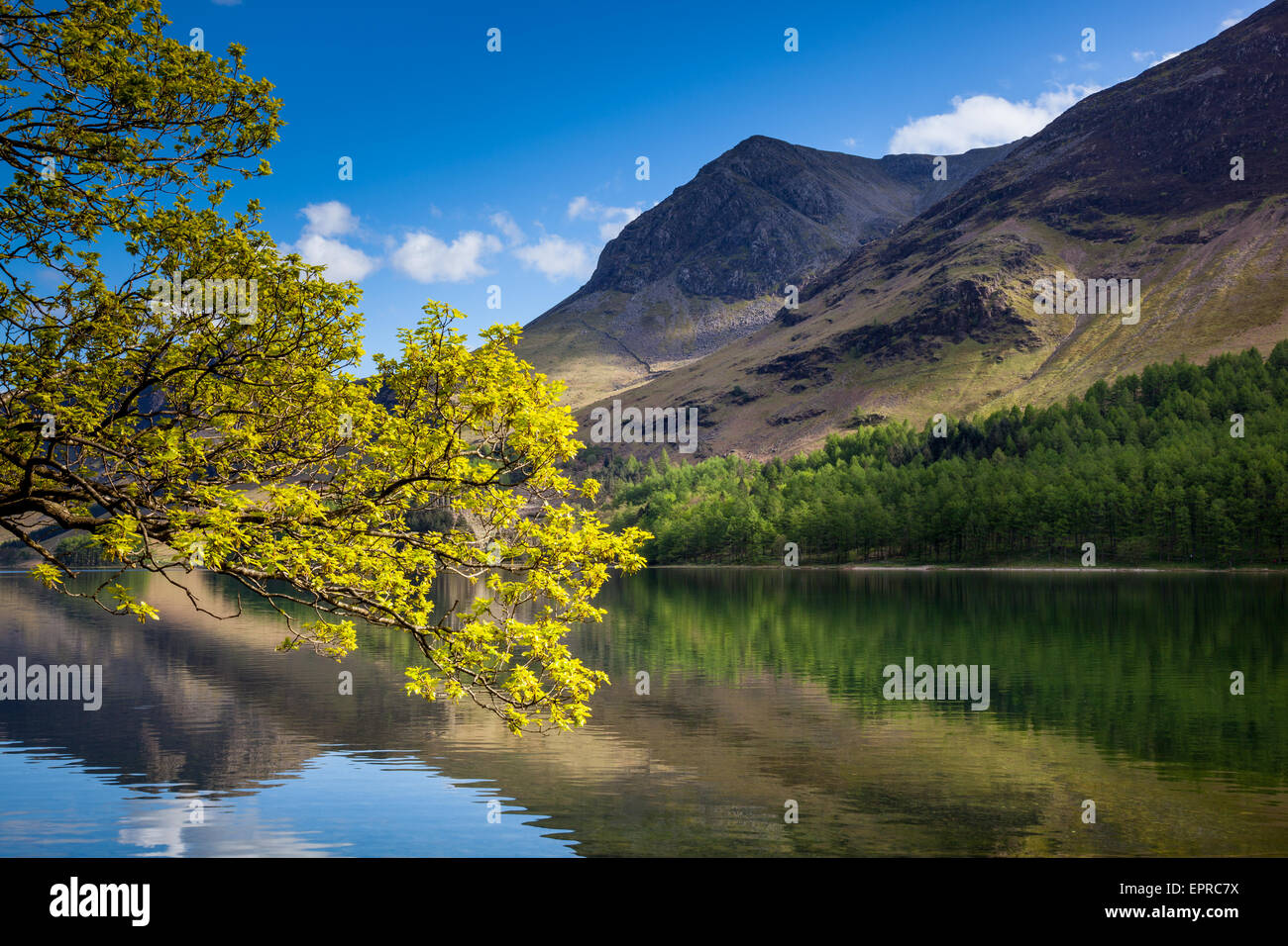 Sunlight reflecting on the trees of Burtness Wood, on the flanks of ...