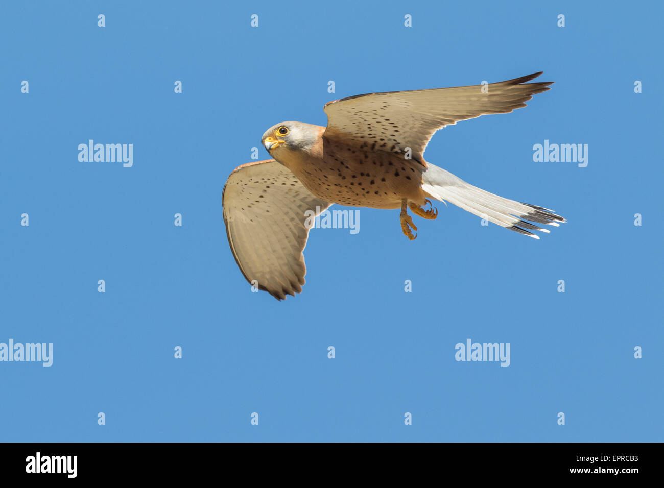 Male kestrel in flight hi-res stock photography and images - Alamy