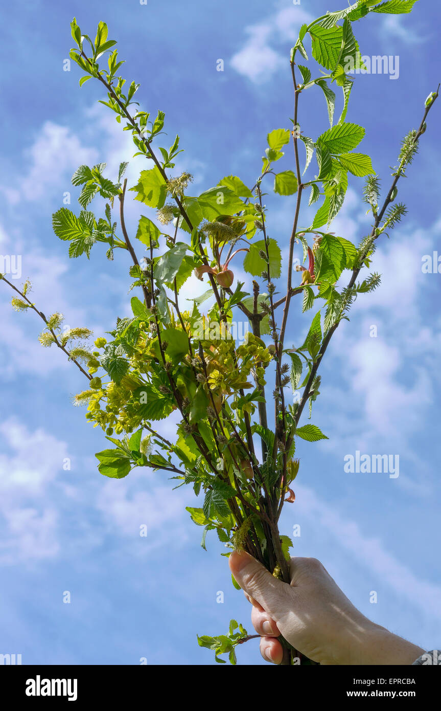 Spring in your hand concept. A bouquet of young branches against the ...