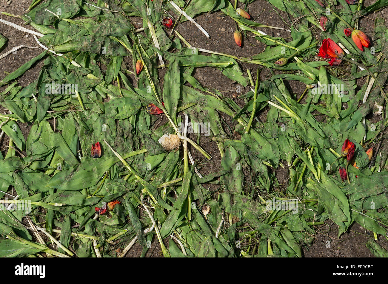The crushed broken rumpled red tulips lie on the earth background Stock ...