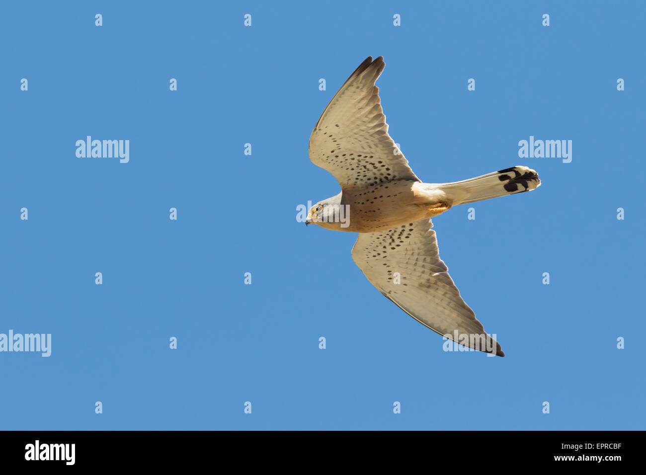 male Lesser Kestrel (Falco naumanni) in flight Stock Photo - Alamy