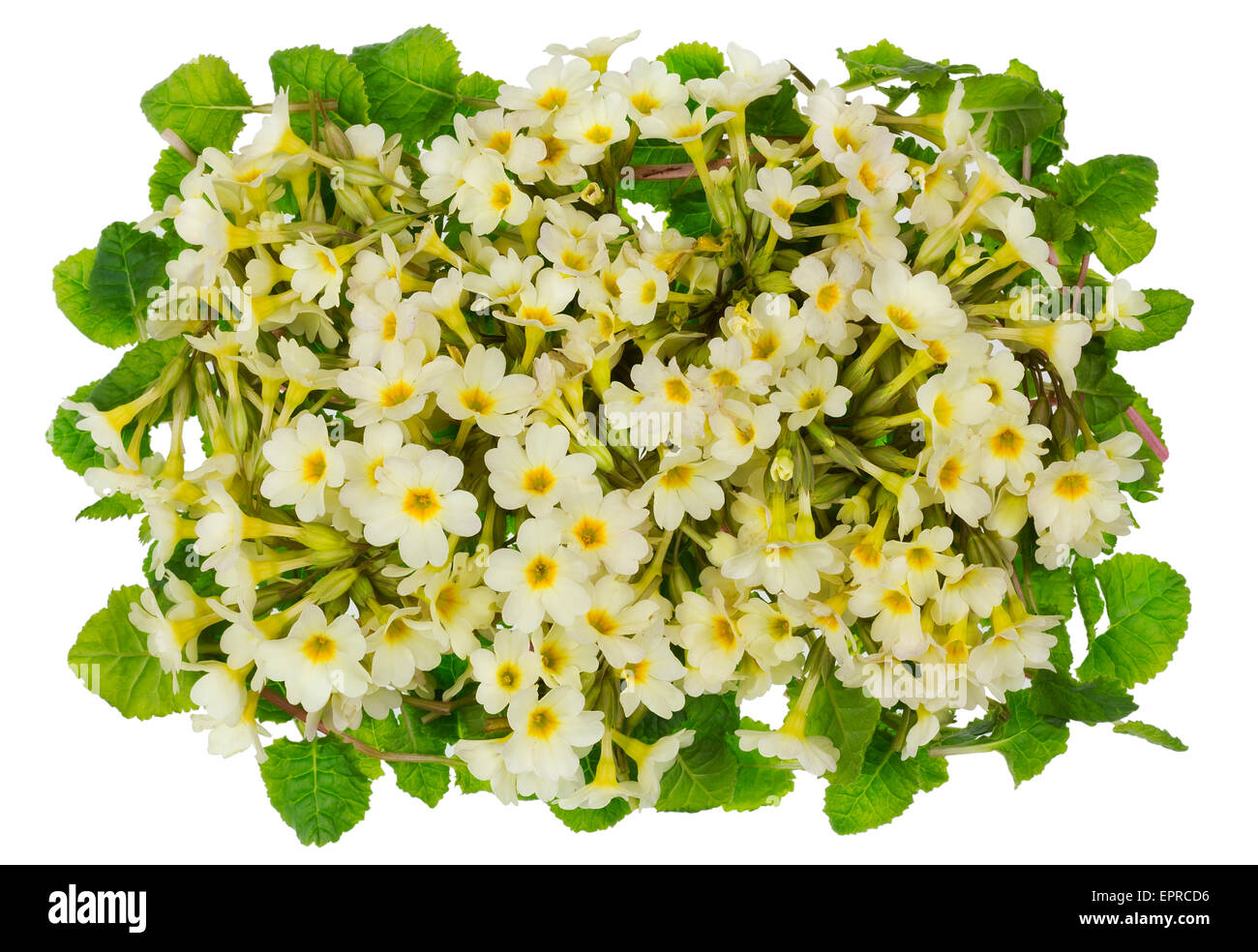Cream wildflower Cut Out Stock Images & Pictures - Alamy