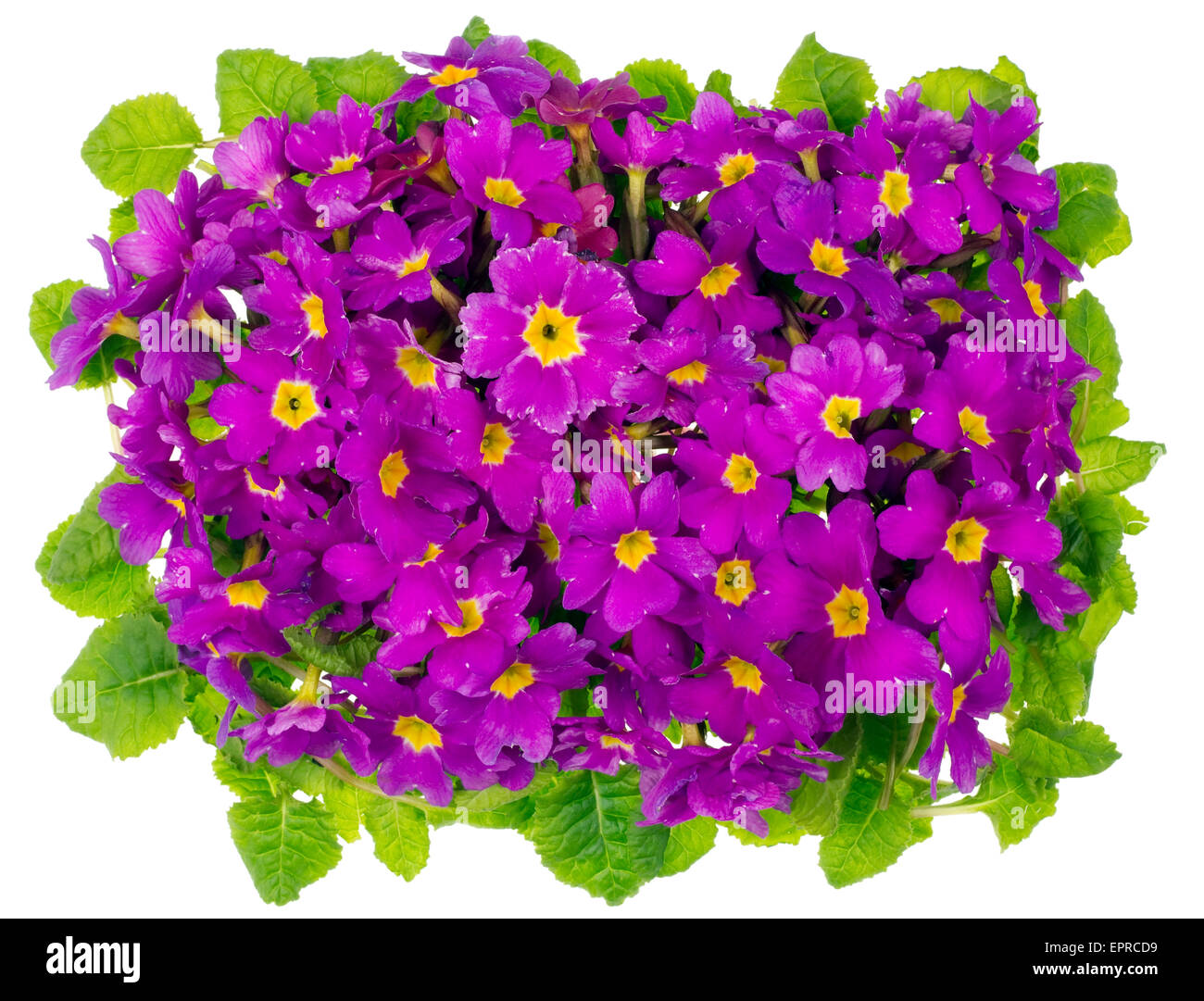 Spring bush of a real live purple primrose top view. Isolated on white ...
