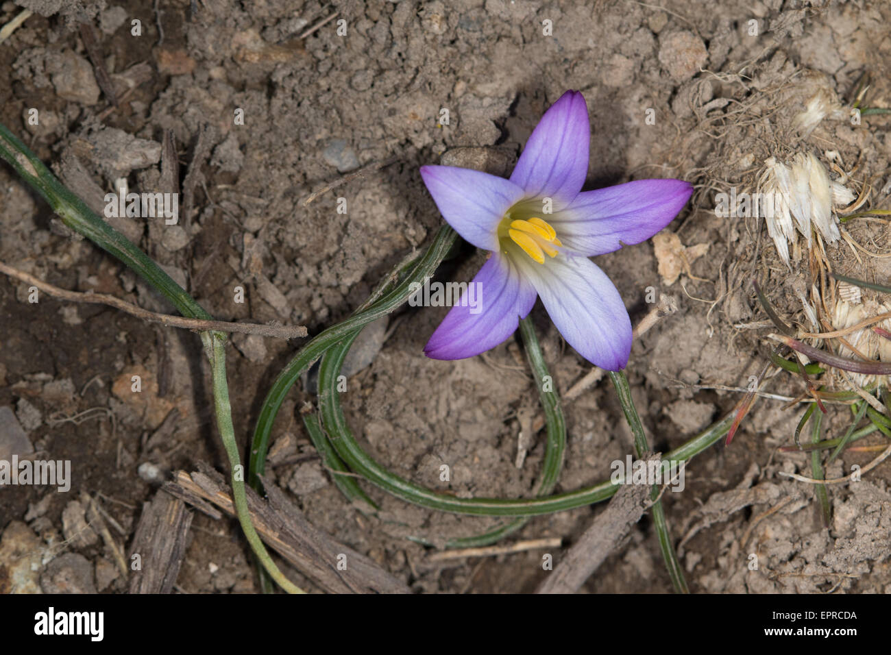 Romulea ramiflora flower Stock Photo - Alamy
