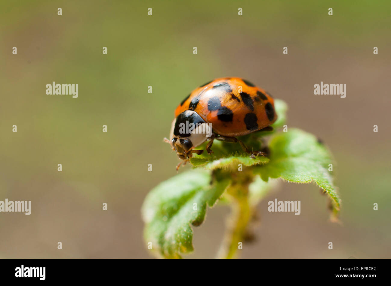 Ladybug on a plant Stock Photo - Alamy