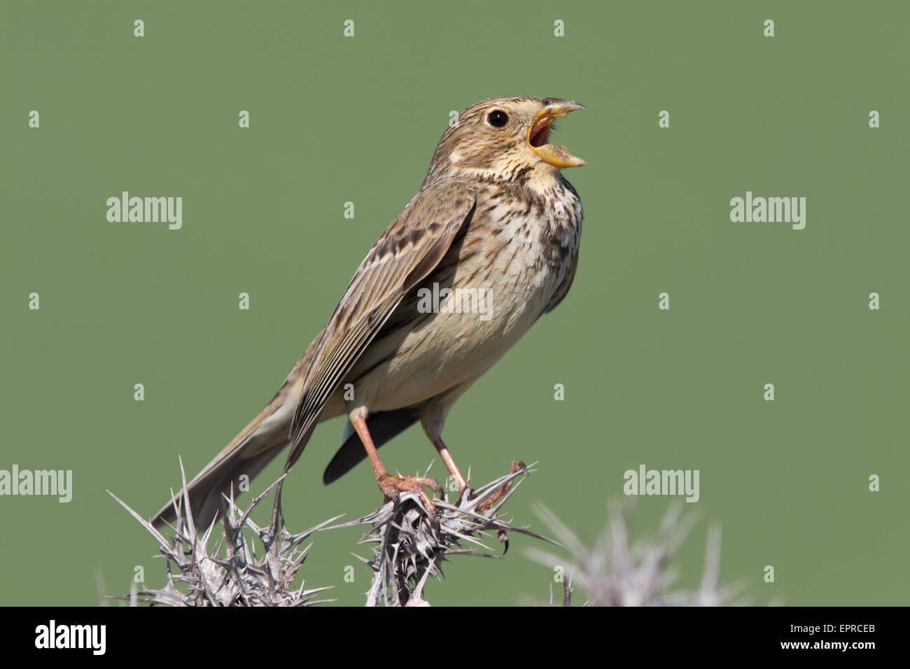 singing Corn Bunting (Emberiza calandra Stock Photo - Alamy