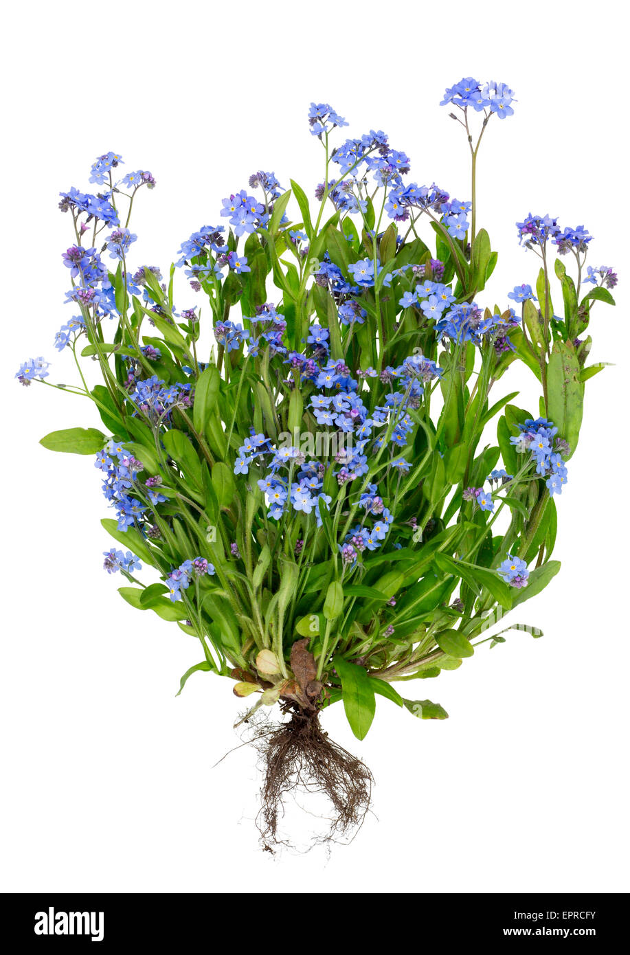 Real blue spring May flowers bush isolated. Big plant with small root ...