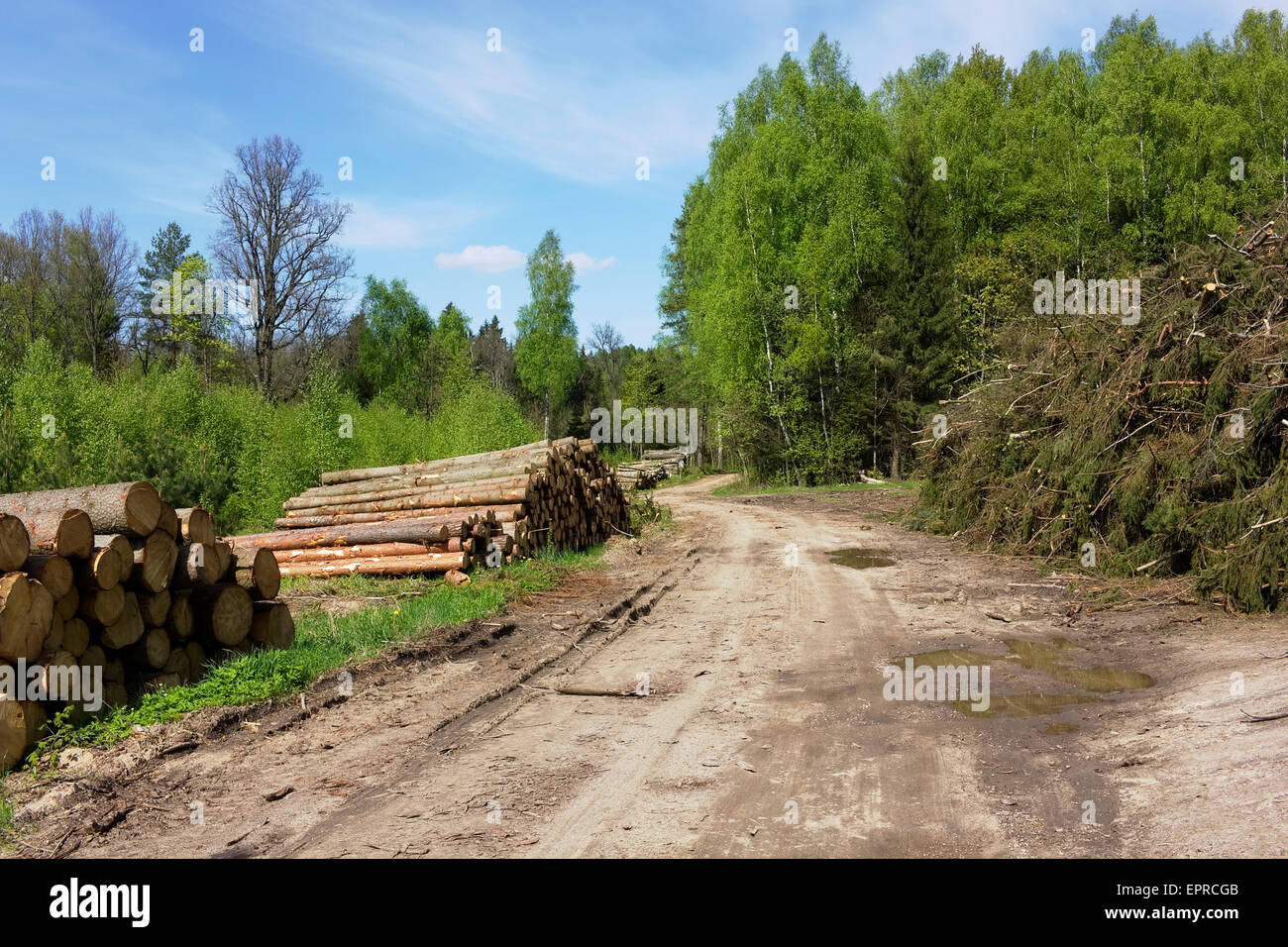 Ruthless deforestation of the pine wood on logging landscape. Sunny ...