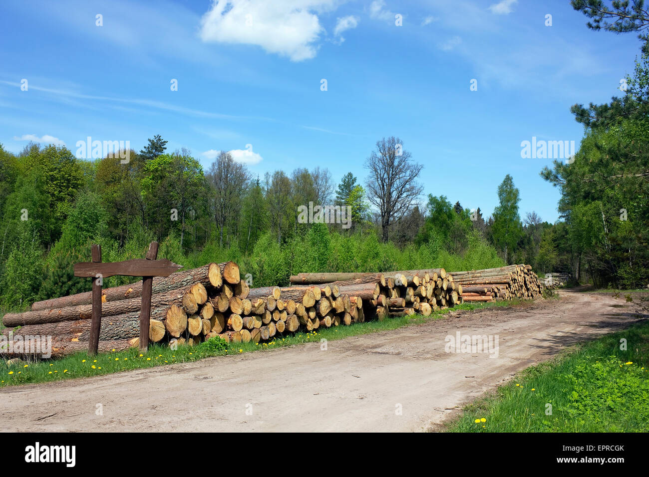 Ruthless deforestation of the pine wood on logging landscape. Sunny ...