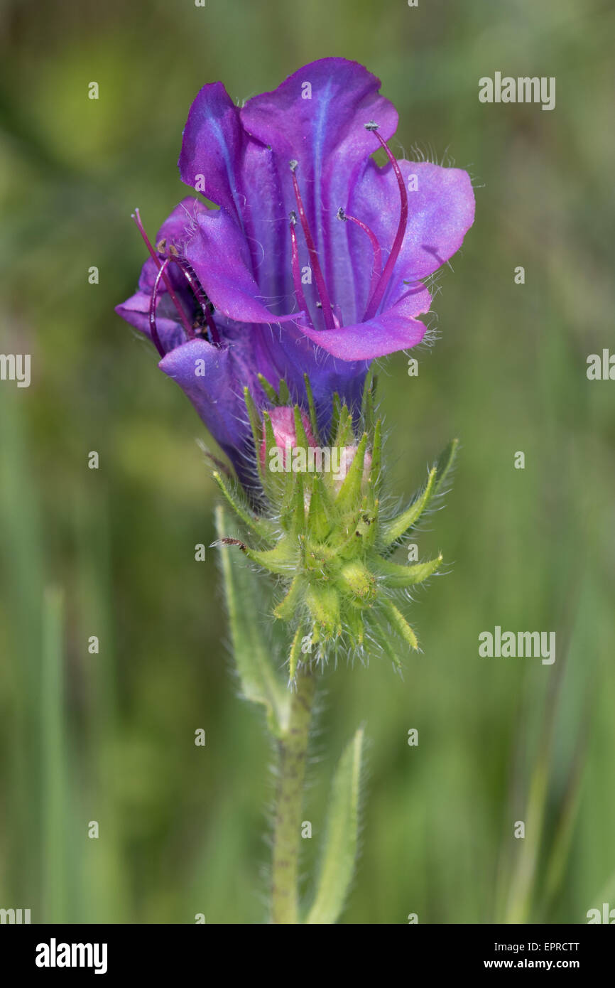 Purple Viper's Bugloss (Echium plantagineum) flower Stock Photo - Alamy