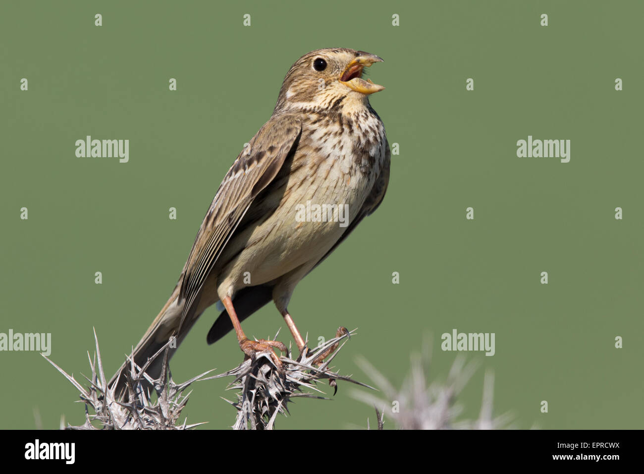 singing Corn Bunting (Emberiza calandra Stock Photo - Alamy