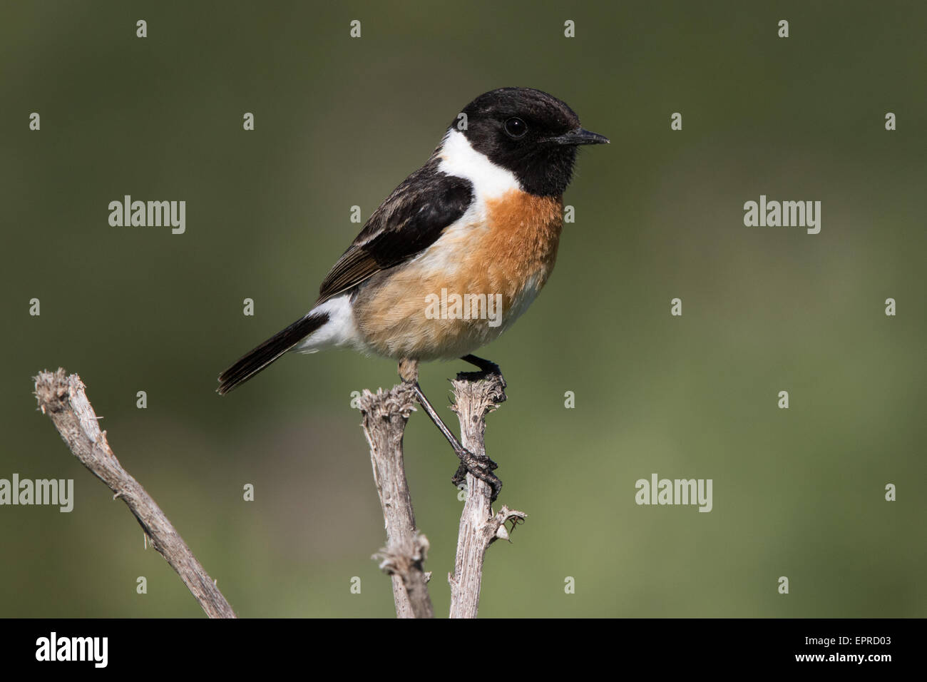 Common Stonechat High Resolution Stock Photography and Images - Alamy