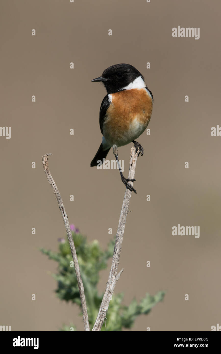 Male european stonechat hi-res stock photography and images - Alamy