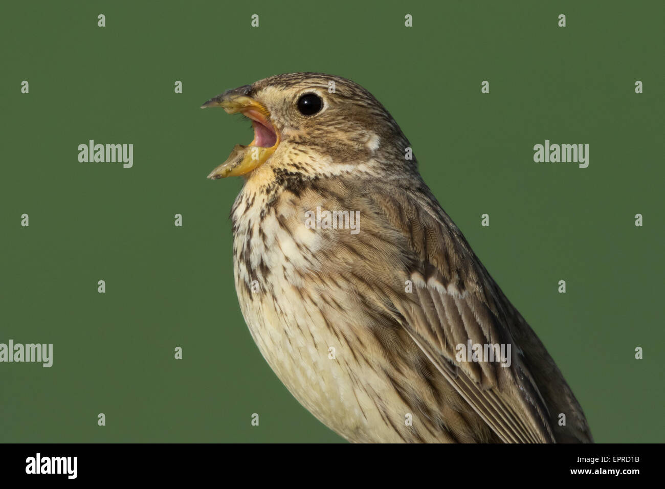 singing Corn Bunting (Emberiza calandra Stock Photo - Alamy