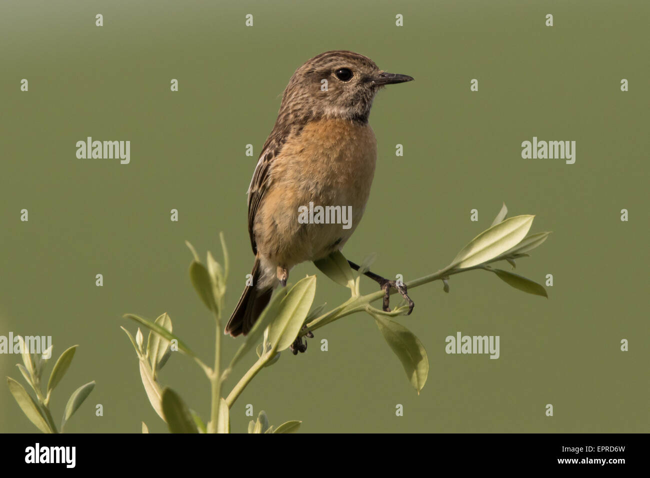 Female common stonechat hi-res stock photography and images - Alamy