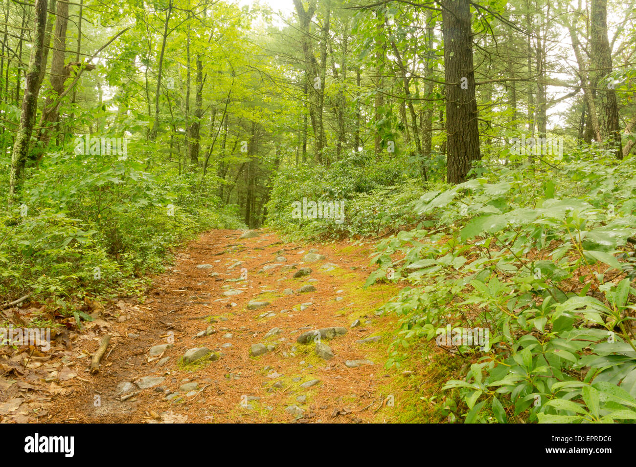 A dirt path trail in the woods during the summer. Lush greenery ...