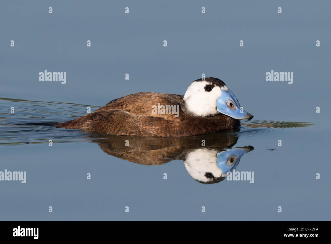 male White-headed Duck (Oxyura leucocephala Stock Photo - Alamy