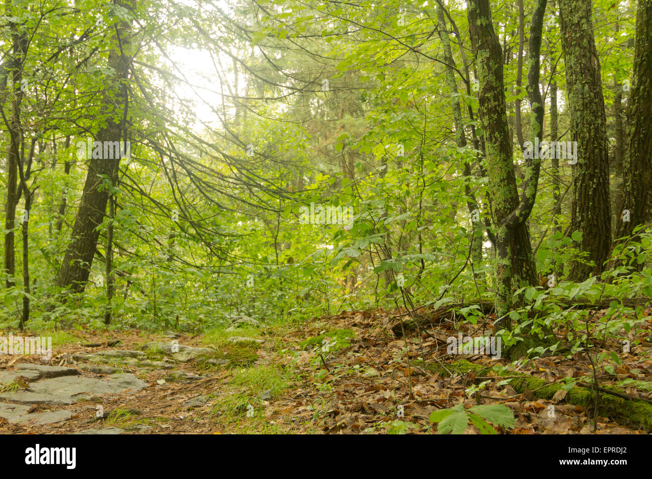 A summer trail deep in the woods. Lush greenery surrounds you on this ...