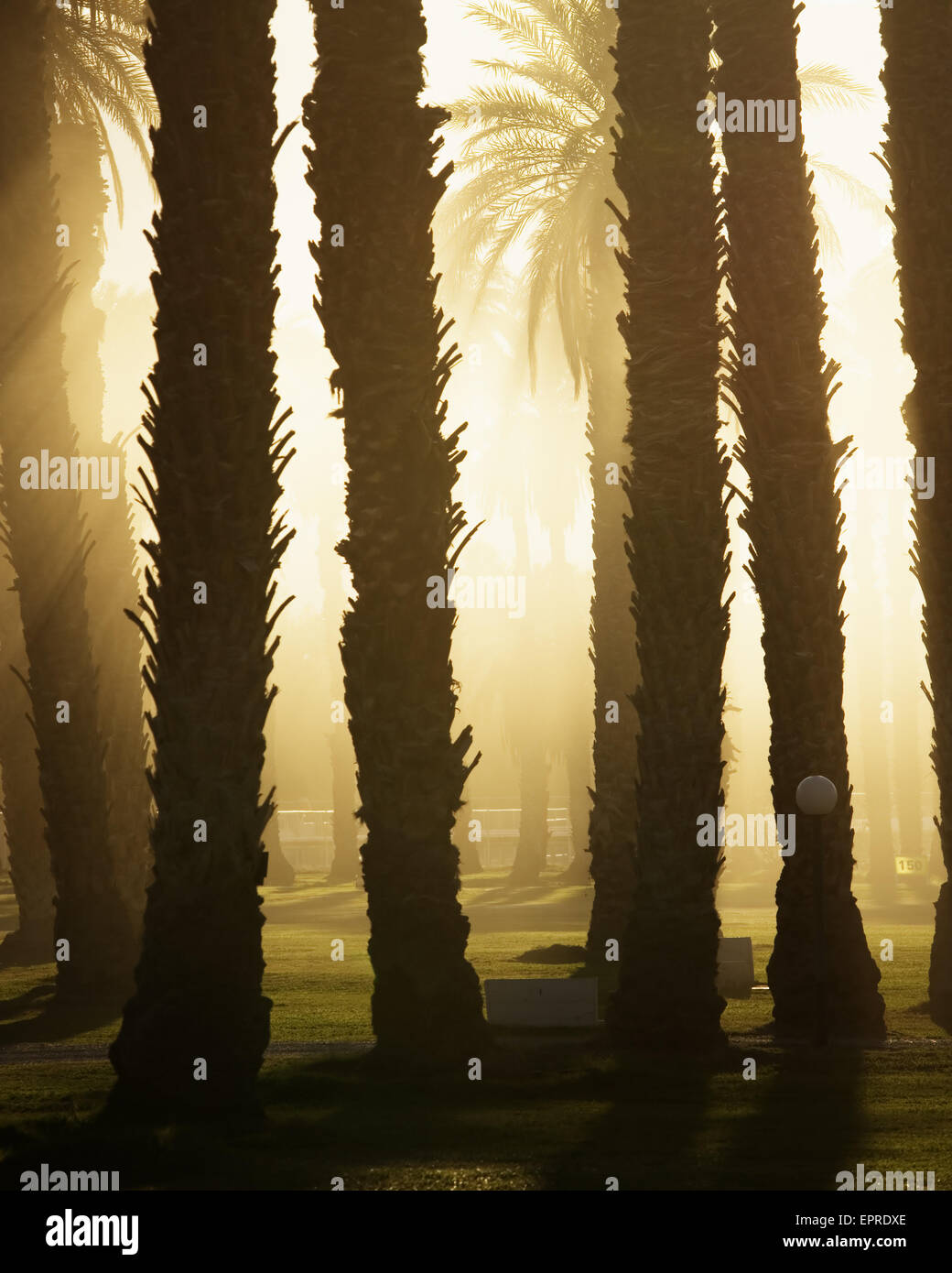 Sunlight filtered through a tree hi-res stock photography and images ...