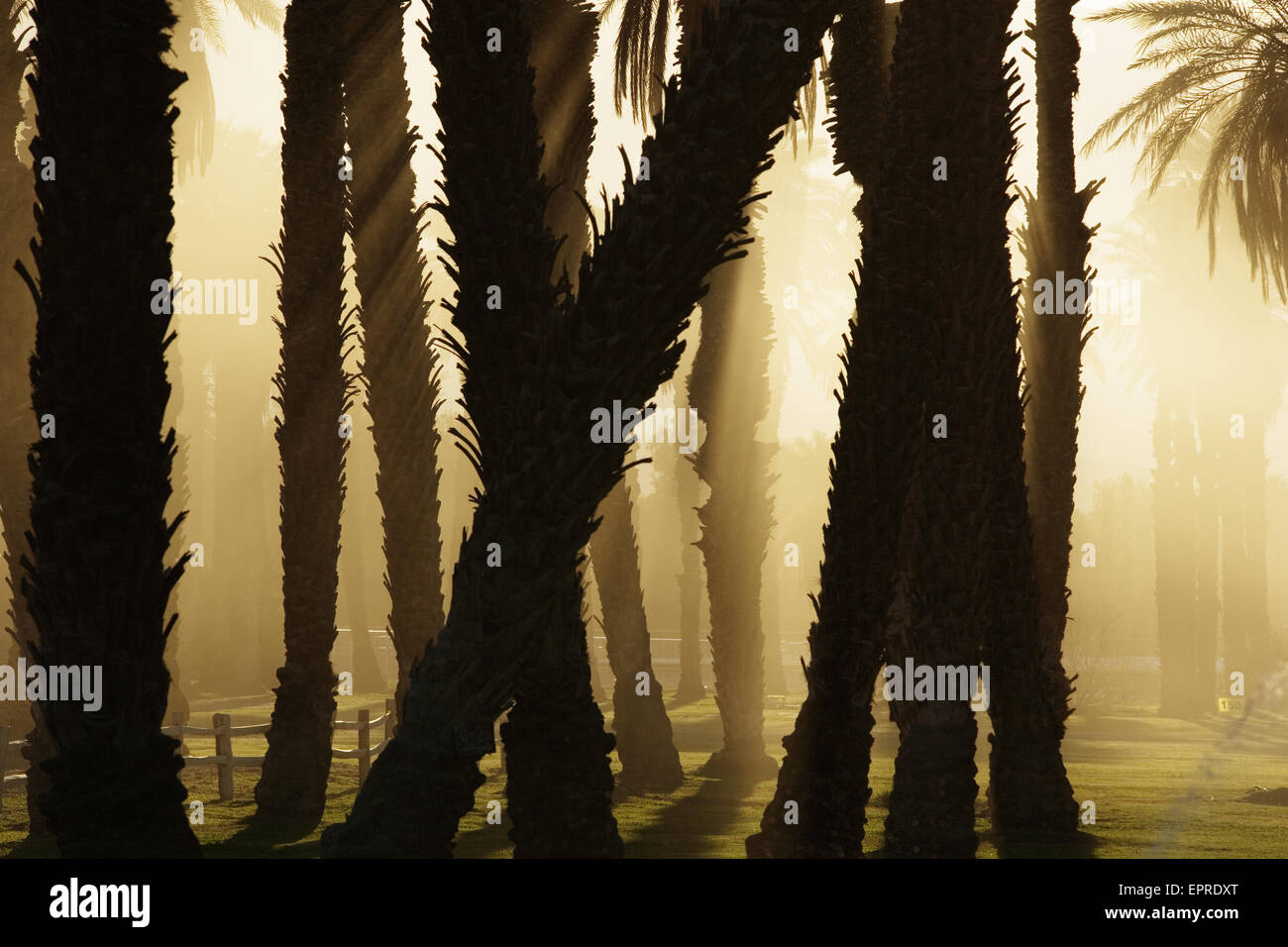 Sunlight filtered through a tree hi-res stock photography and images ...