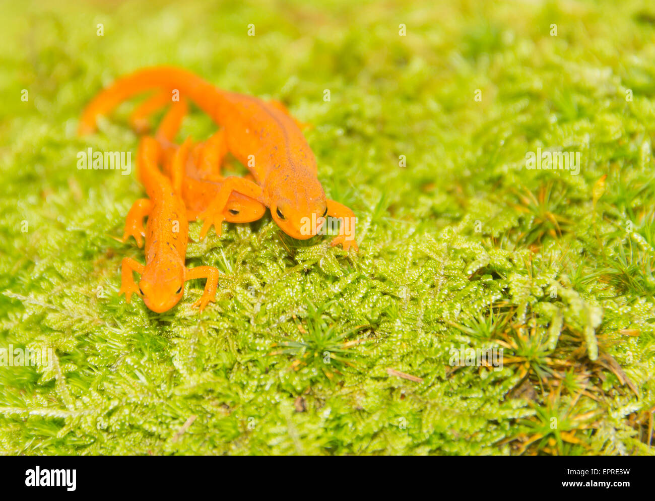 A family of lizards playing in the moss Stock Photo - Alamy