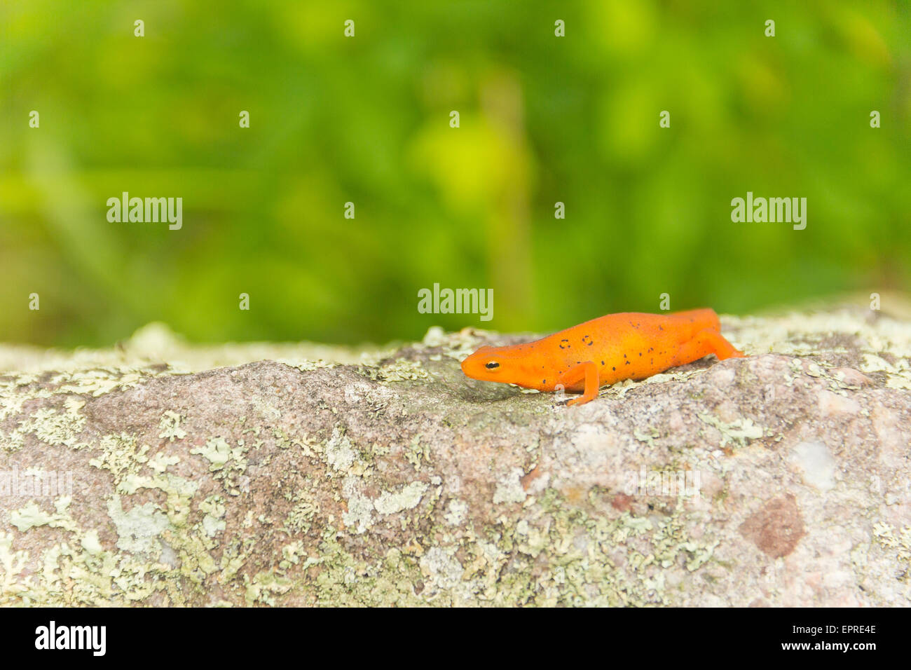 A newt crawls along the surface of a rock Stock Photo - Alamy