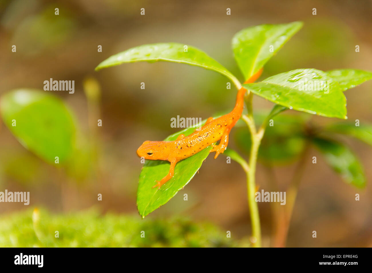 Sliding leaf hi-res stock photography and images - Alamy