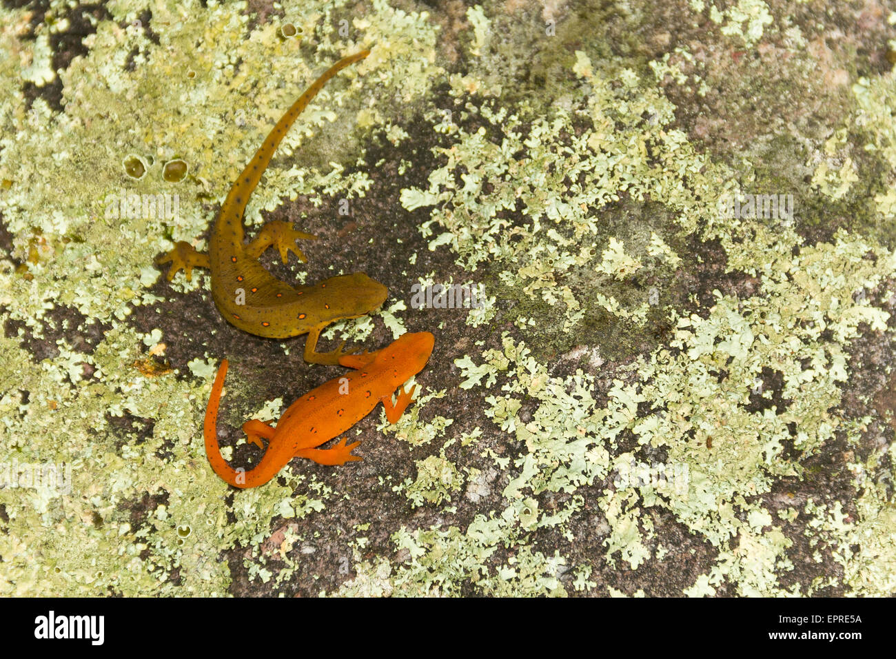 Two salamanders hold hands, love Stock Photo - Alamy