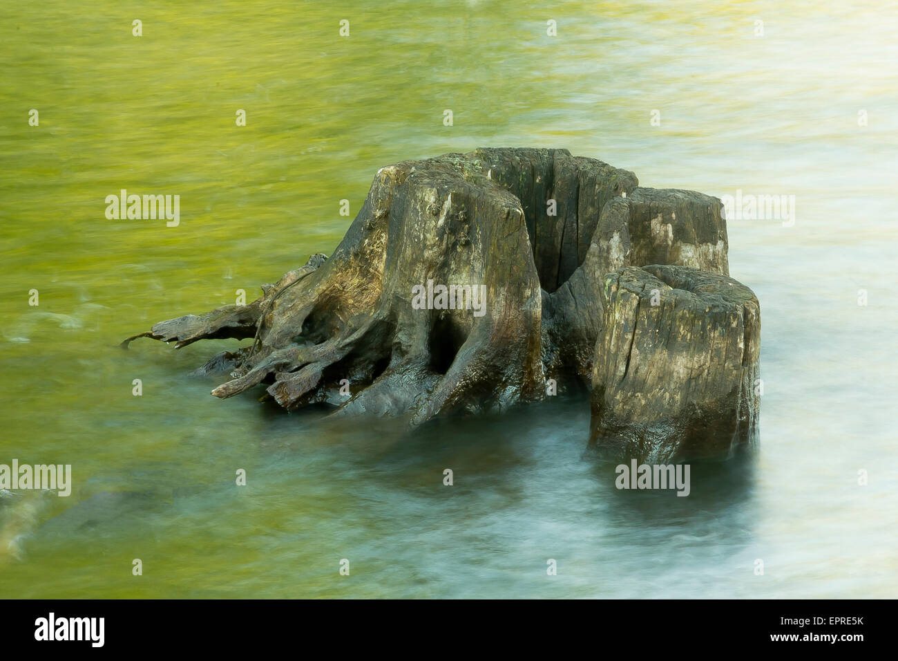 A decaying stump emerges among peaceful ripples in a lake Stock Photo ...