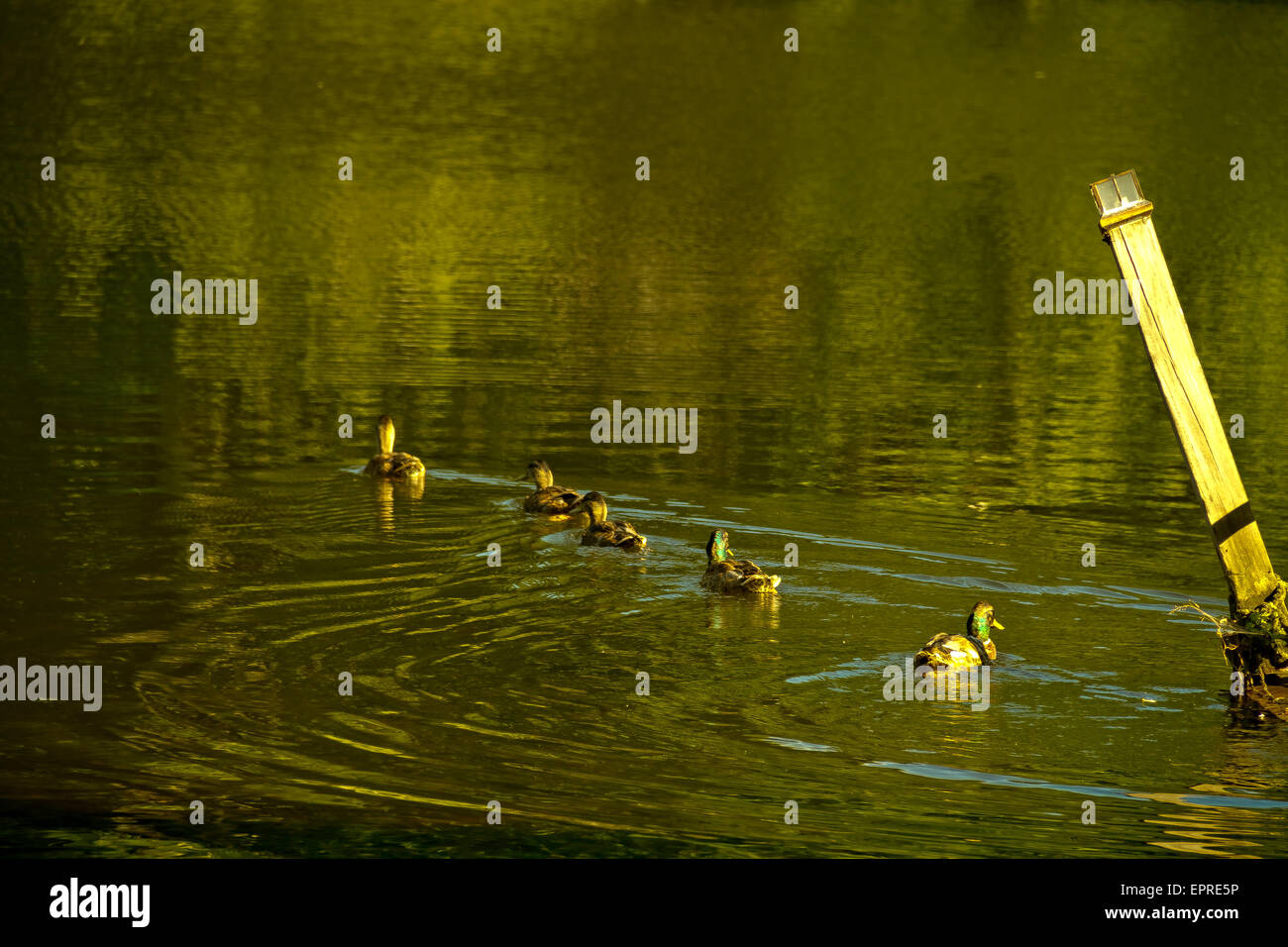 A group of ducks follow the leader except one because he's an ...